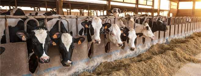 Compound feed for animal nutrition: ingredients for animal nutrition