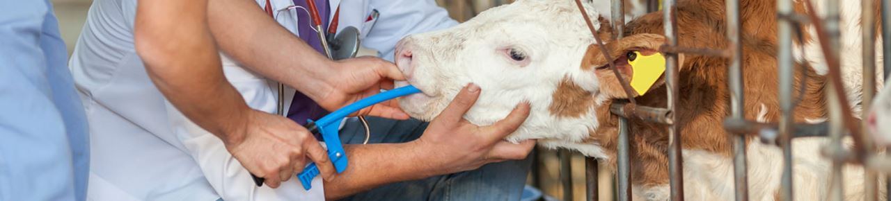 Veterinary products: nutrition products of animals heatlh