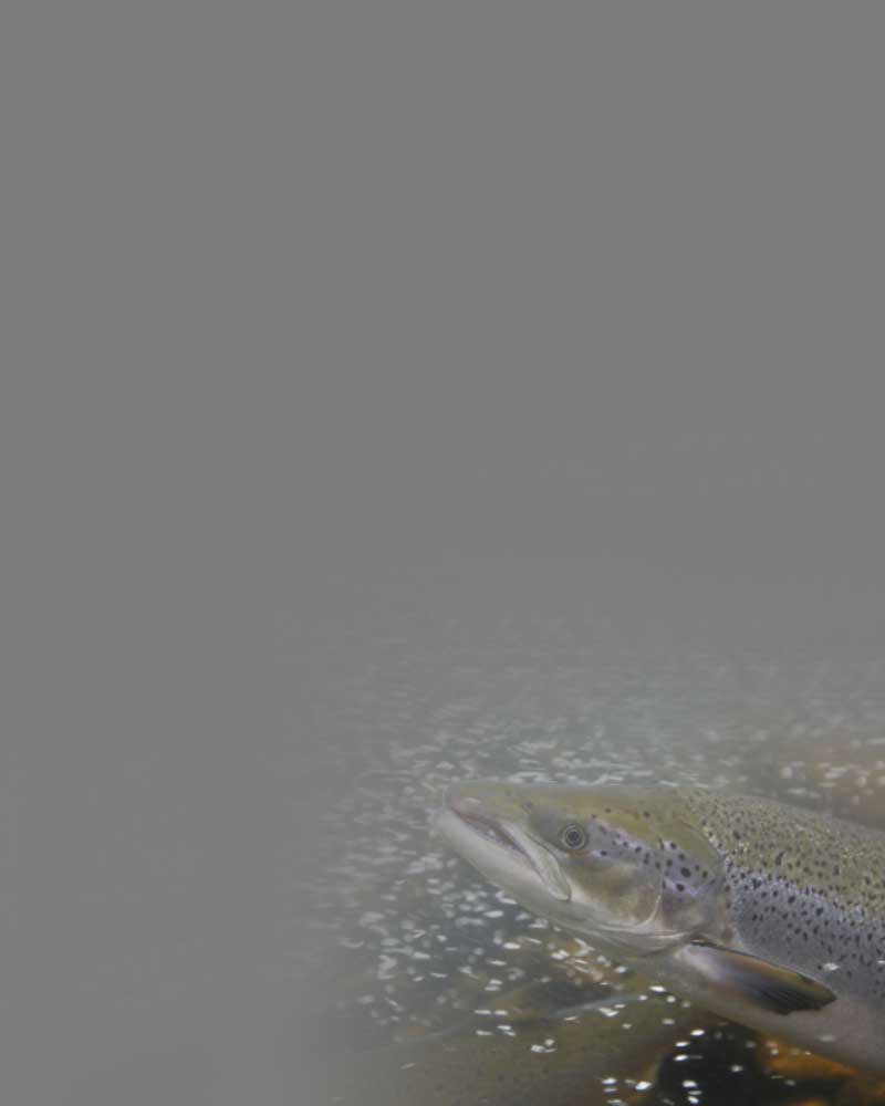 NEOSORB® P | Sorbitol Powder | Roquette