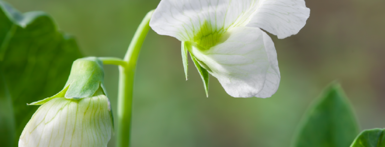 Beauté Talks | Film-forming agents